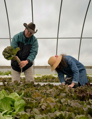 Sh. Thamer Gardens - Water Farmers