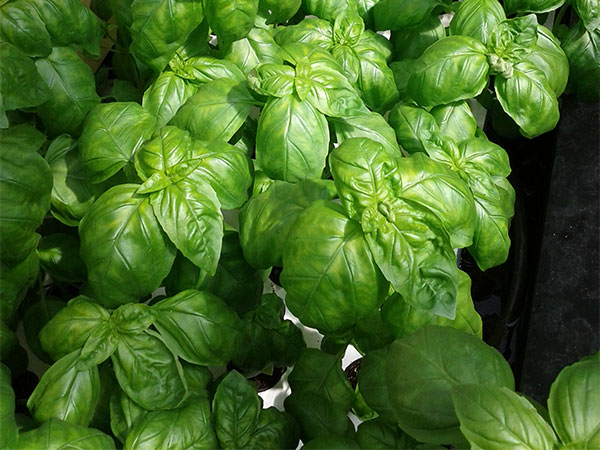 Working Center - Water Farmers