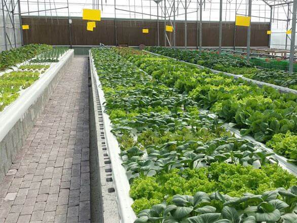 Bahrain Aquaponics Center - Water Farmers