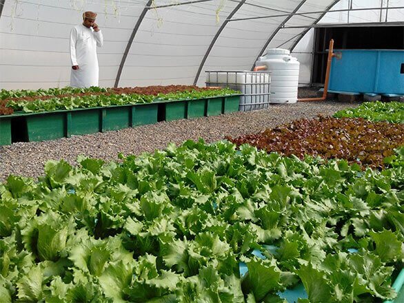 Sultan Qaboos University - Water Farmers